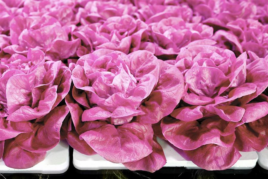 Seguimos con tendencias #foodies!! - Página web de El Toloño